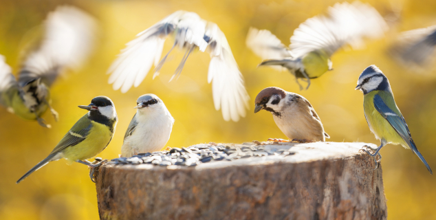 Fugler // Ptaki på polsk – morsmål.no